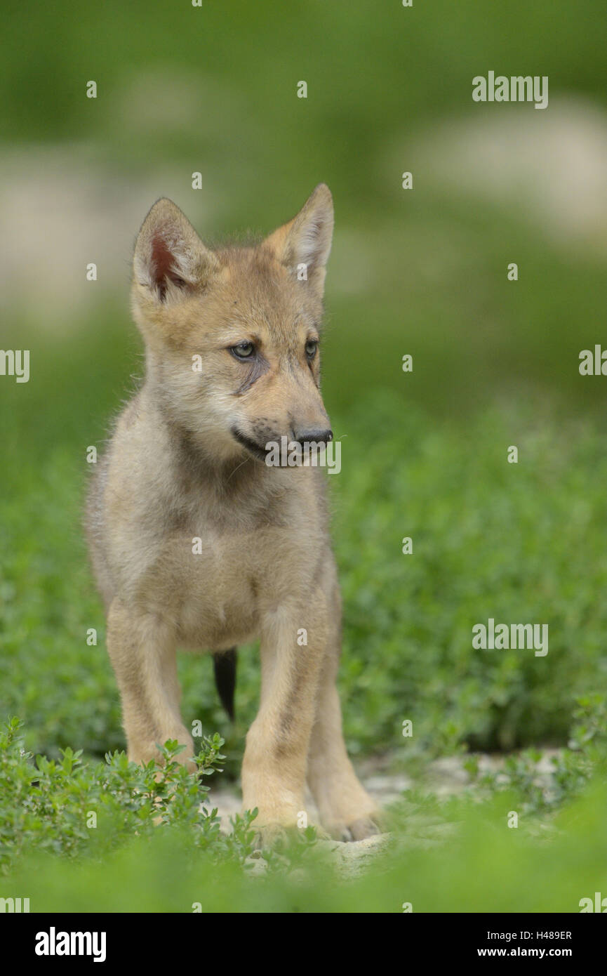 Eastern Timber Wolf Pups