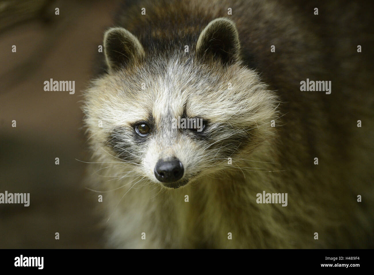 Racoon, Procyon lotor, half portrait, front view, looking at camera ...
