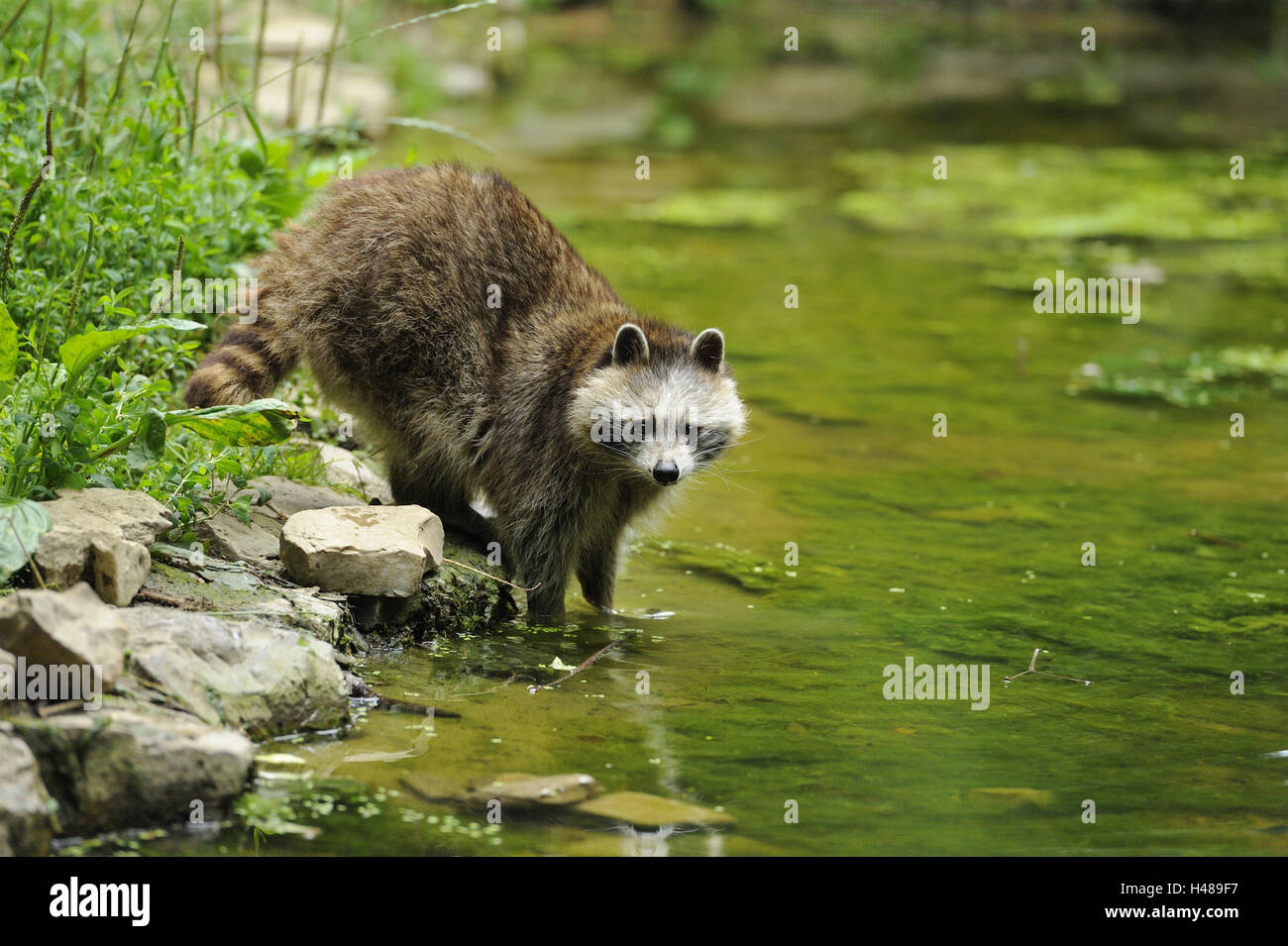 Racoon, Procyon lotor, shore, standing, side view, looking at camera ...