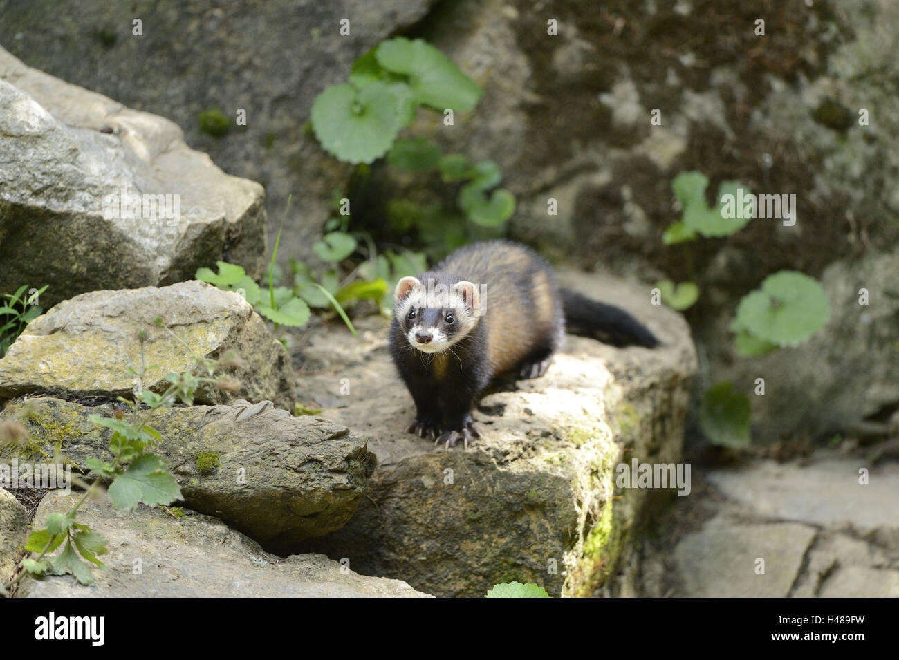 European polecat, Mustela putorius, stone, standing, front view ...