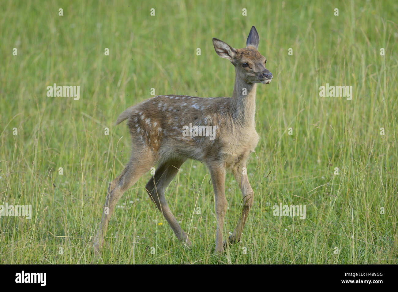 Red deer, Cervus elaphus, calf, meadow, running, side view Stock Photo ...