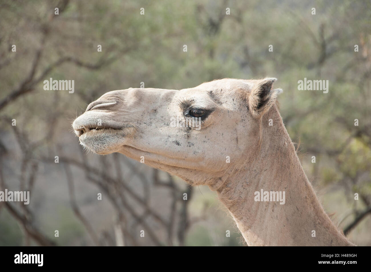 Angry camel hi-res stock photography and images - Alamy