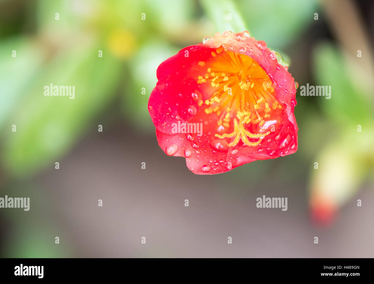 Ornamental moss rose hi-res stock photography and images - Alamy