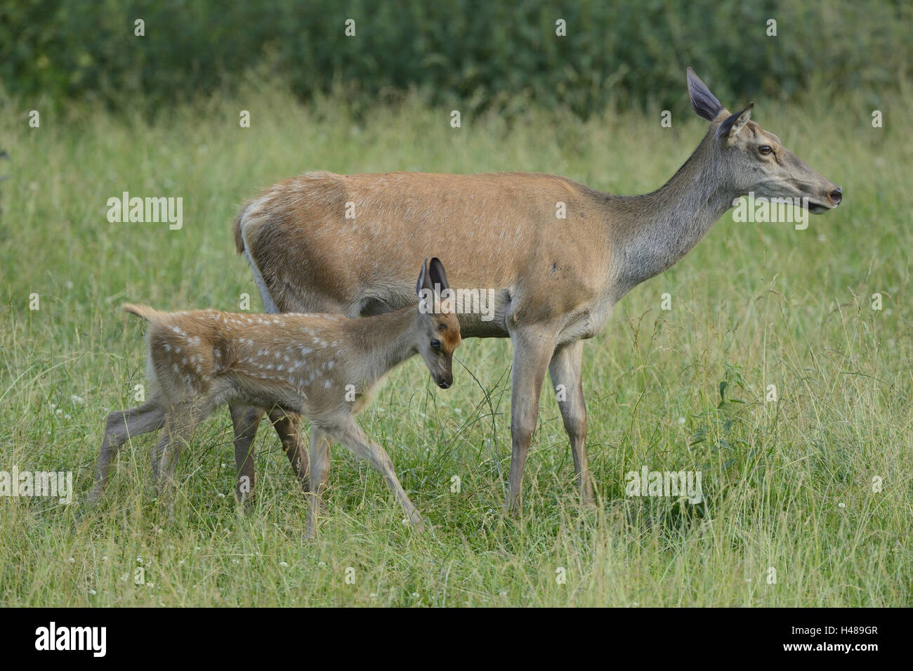 Red deer, Cervus elaphus, hind, calf, meadow, running, side view Stock ...