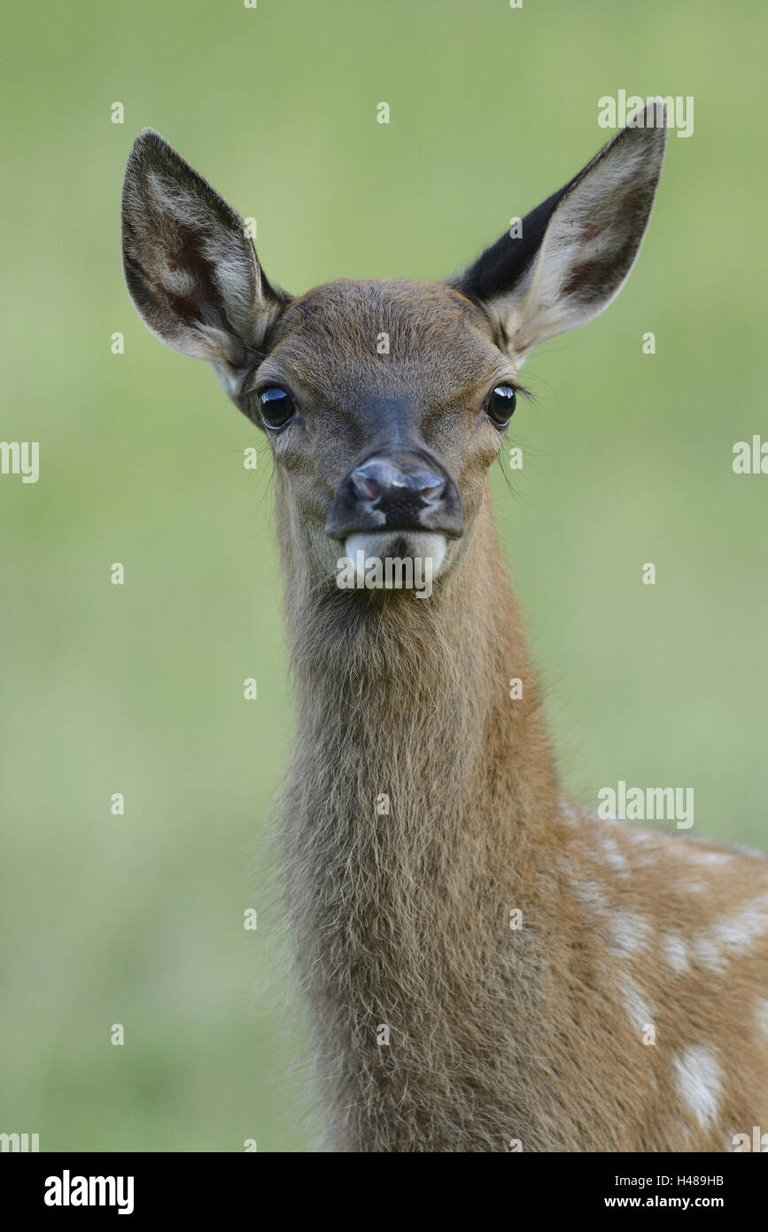 Deer front view hi-res stock photography and images - Alamy