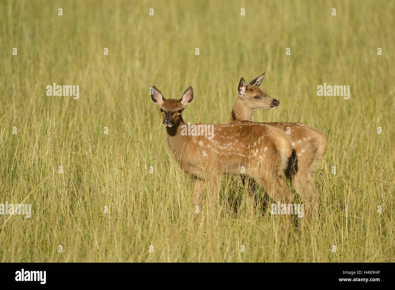 Red deer, Cervus elaphus, calves, meadow, standing, side view, looking ...