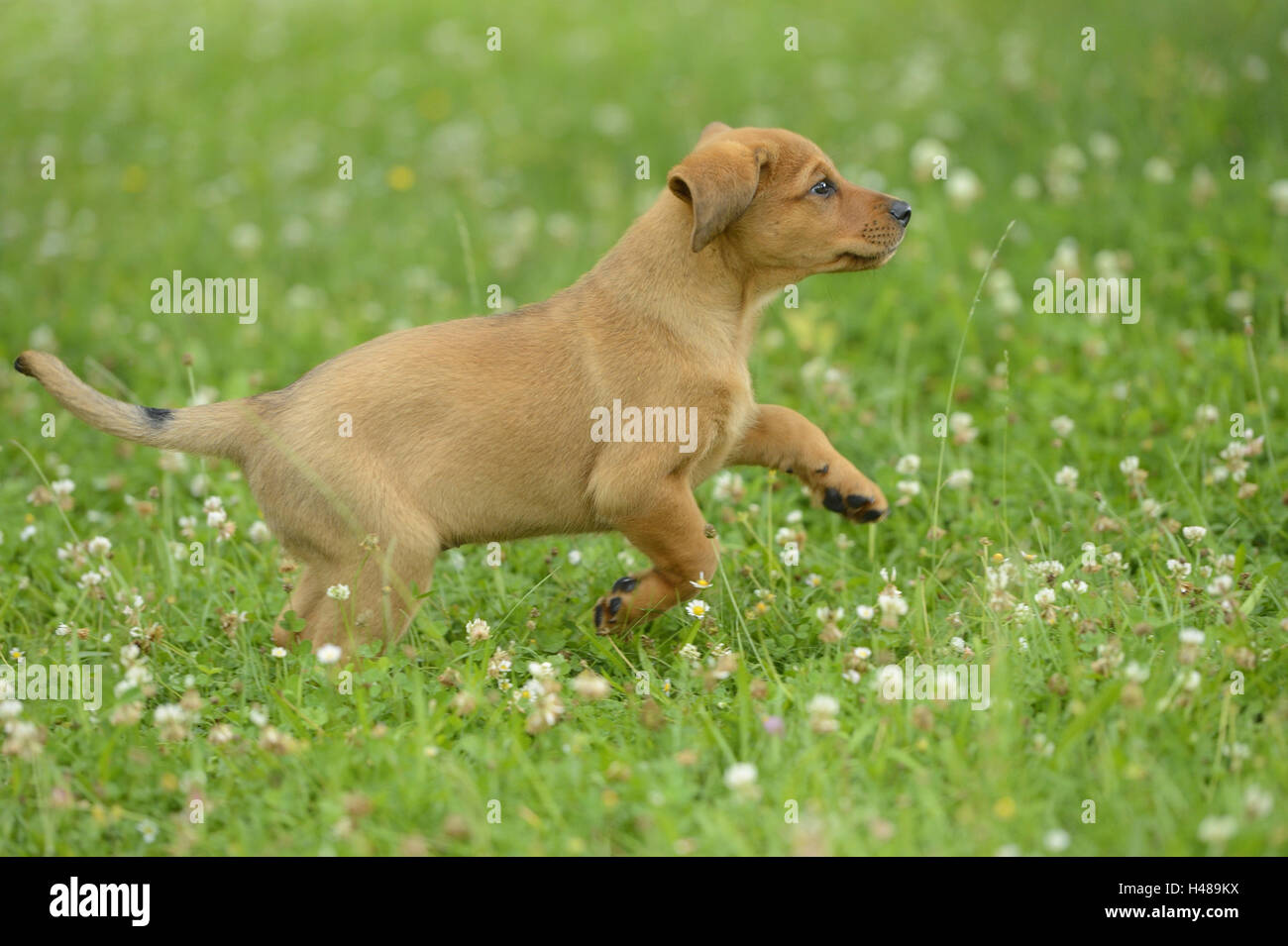 Puppy Running Side View