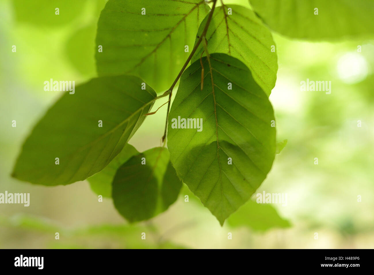 Copper beech, Fagus sylvatica, leaves Stock Photo - Alamy