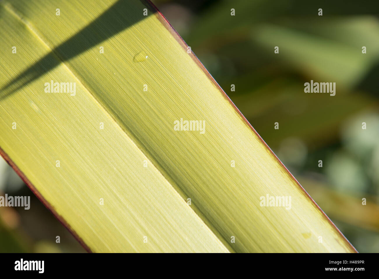 Flax bush hi-res stock photography and images - Alamy