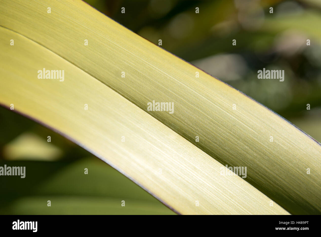 Flax texture hi-res stock photography and images - Alamy