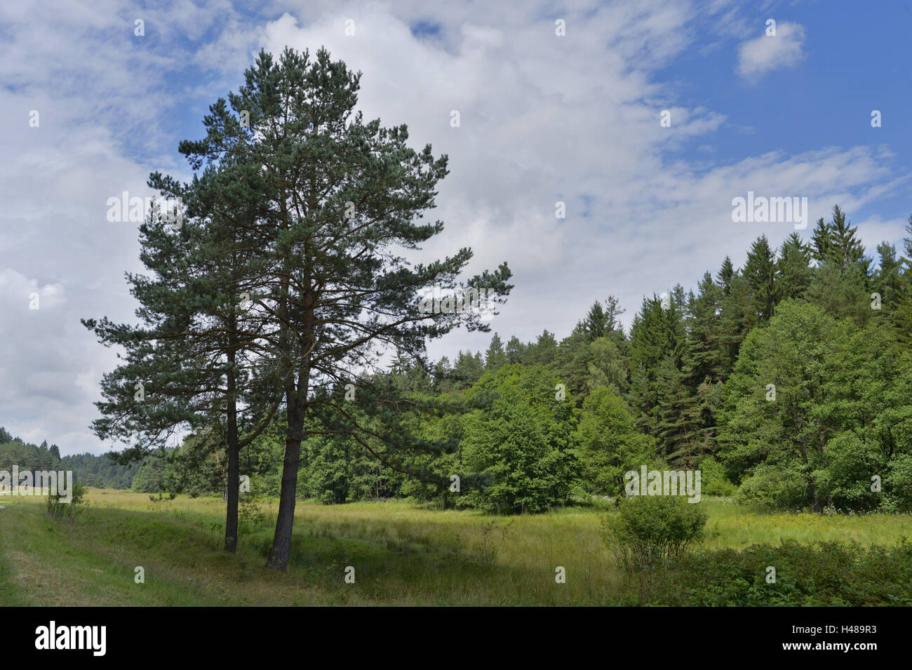 Scots pine, Pinus sylvestris, tree, valley Stock Photo - Alamy