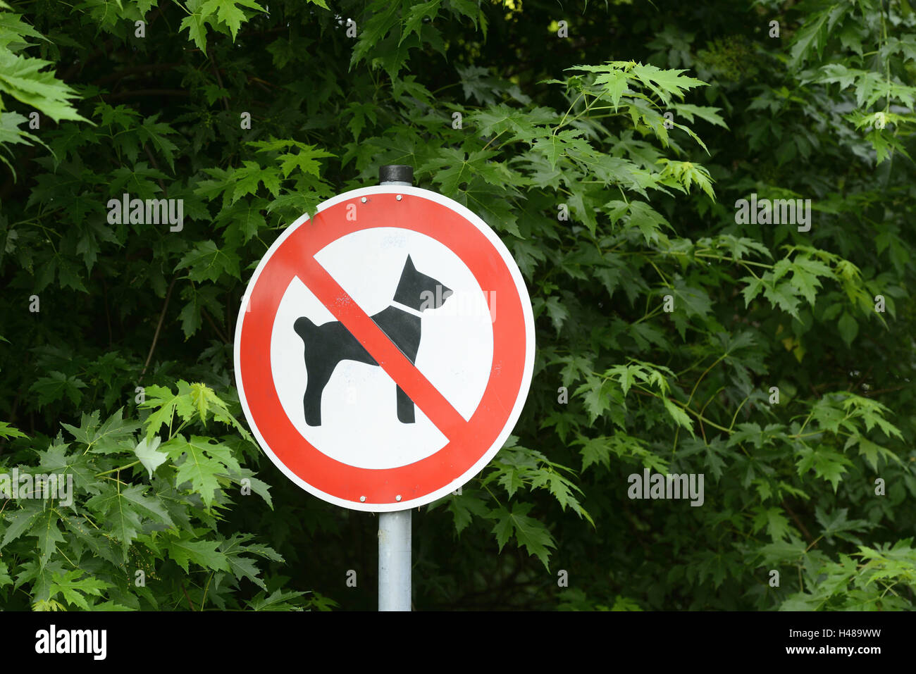 Dog with signs hi-res stock photography and images - Alamy
