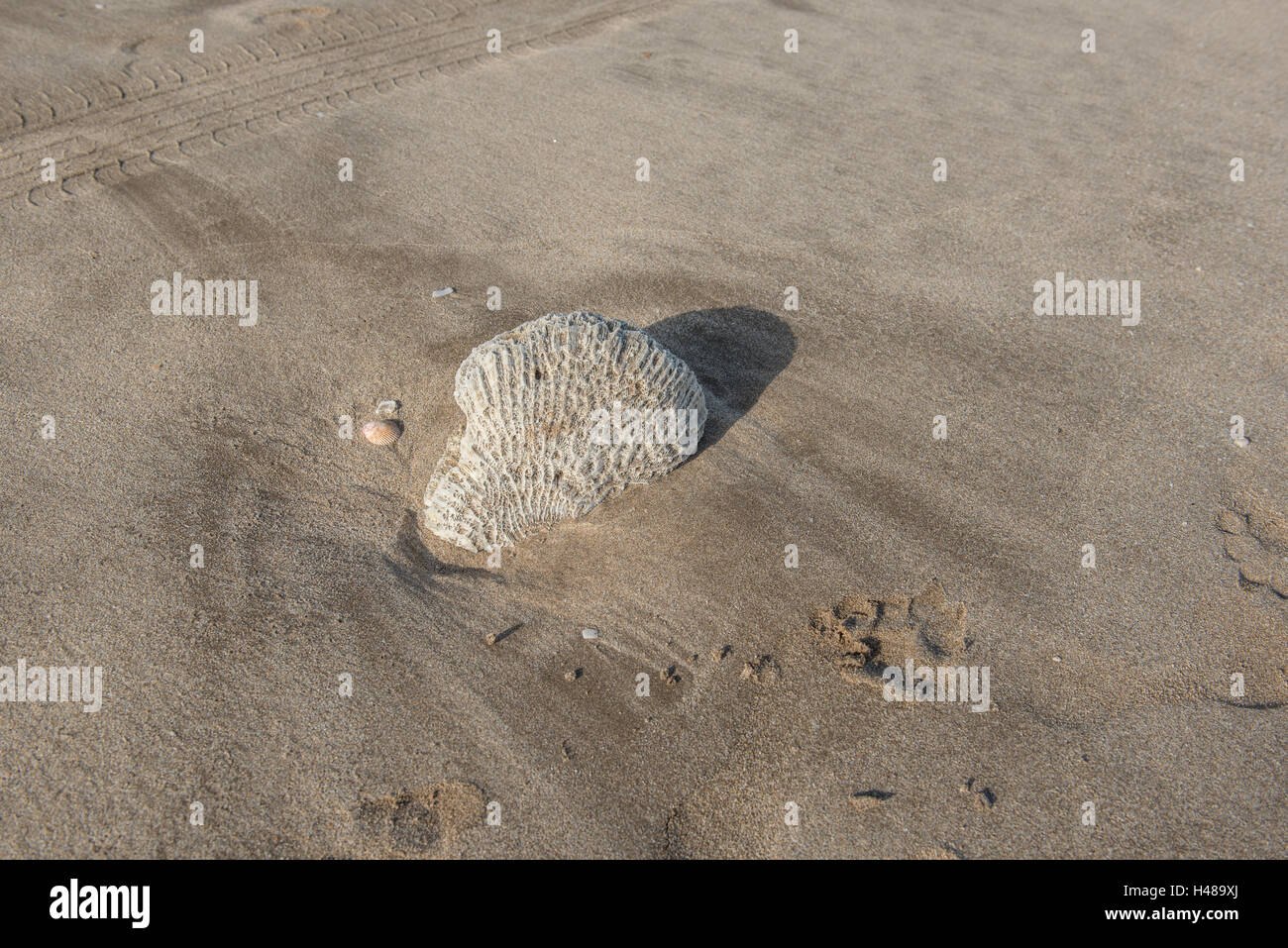 Pebble on the beach sand Stock Photo - Alamy