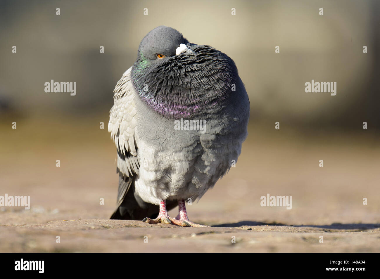 Town pigeon, break, rest Stock Photo - Alamy