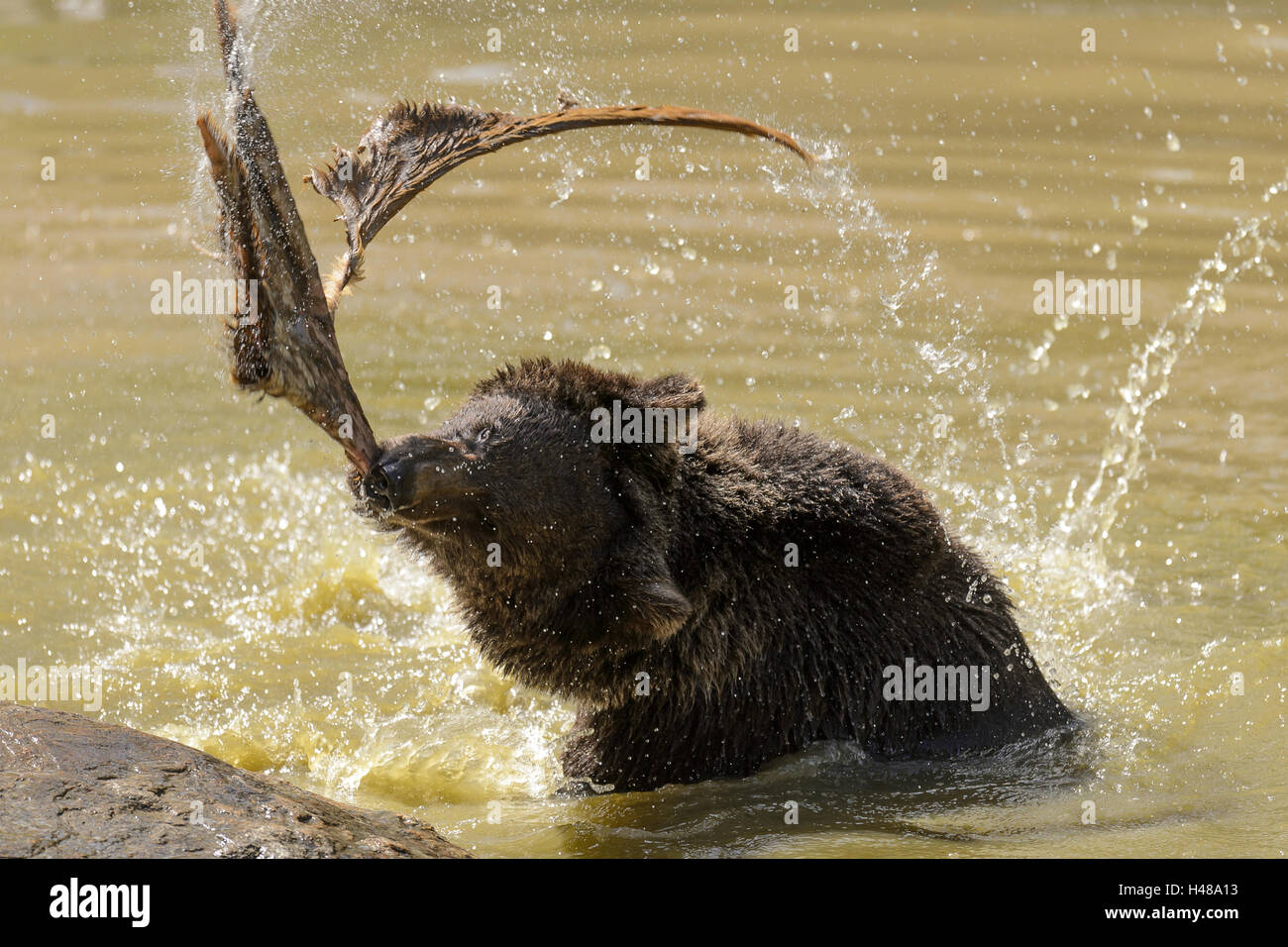 Water bear hi-res stock photography and images - Alamy