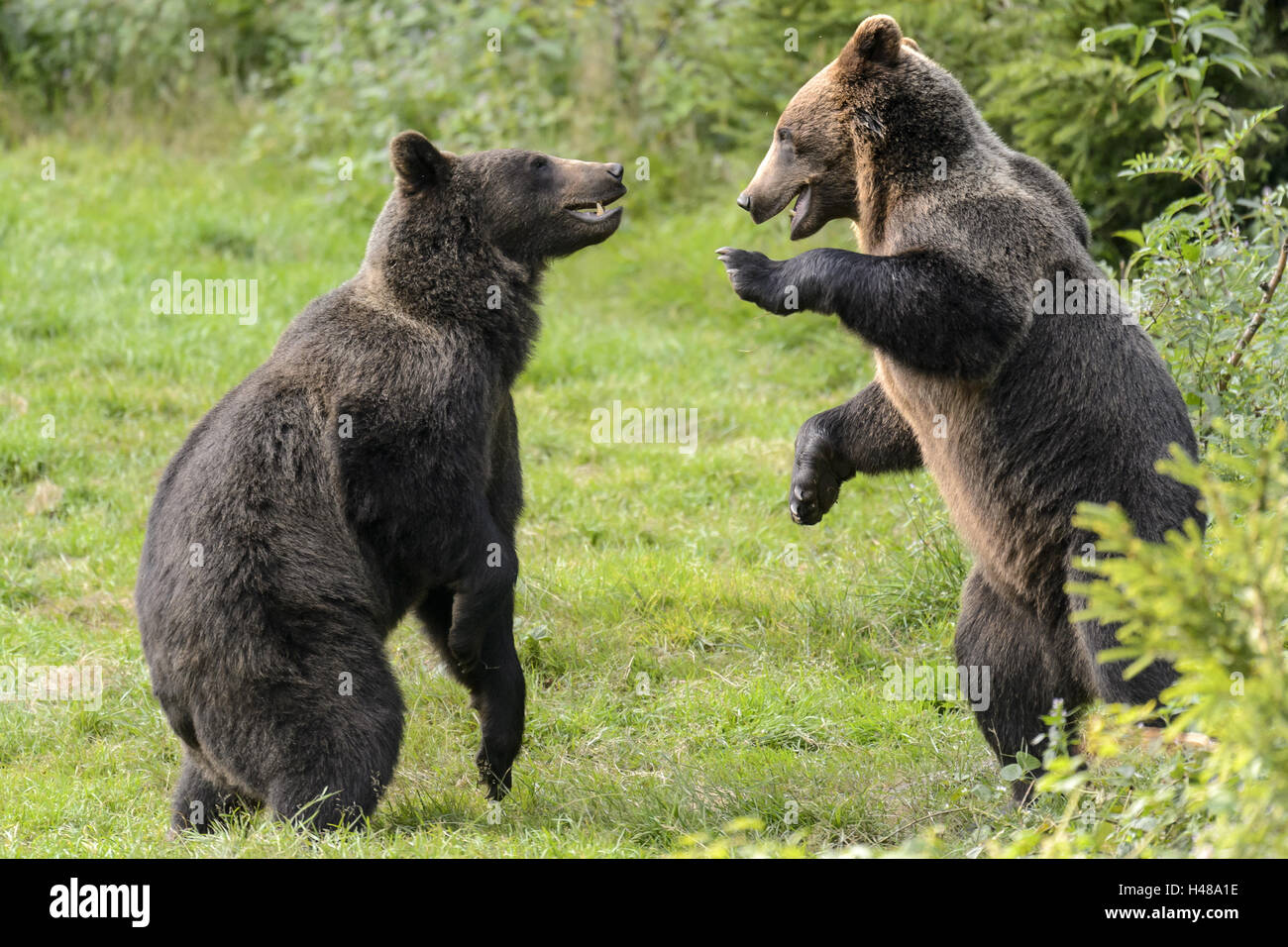 Brown Bear Fight High Resolution Stock Photography and Images - Alamy