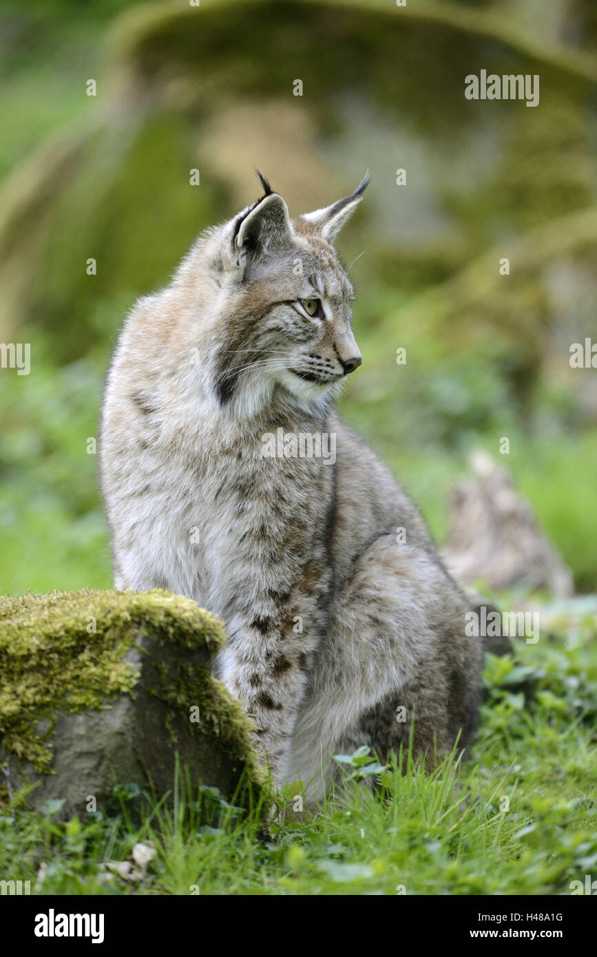 Lynx, sits, view aside Stock Photo - Alamy