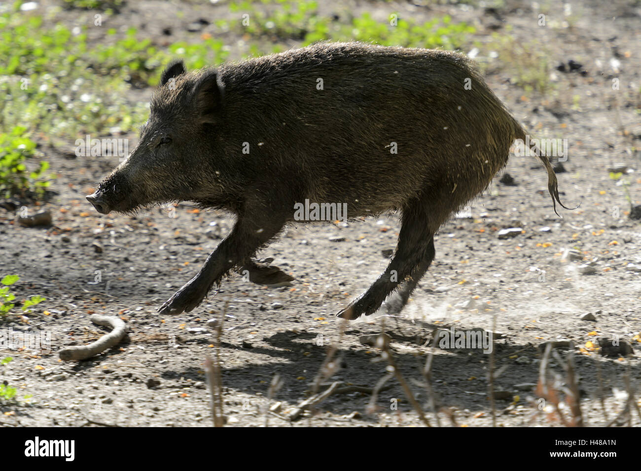 Wild boar, run Stock Photo - Alamy