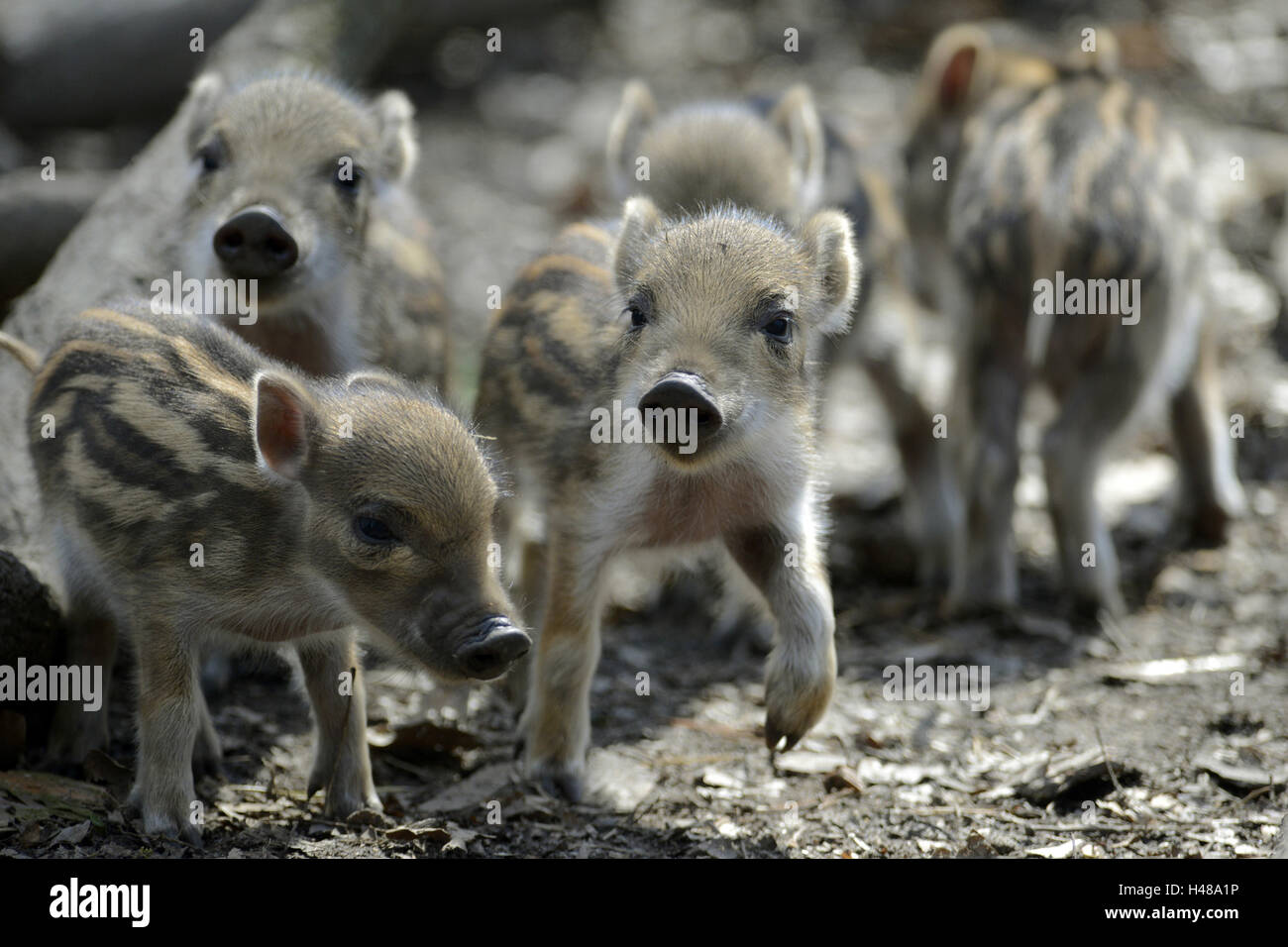 Boar with piglets hi-res stock photography and images - Alamy