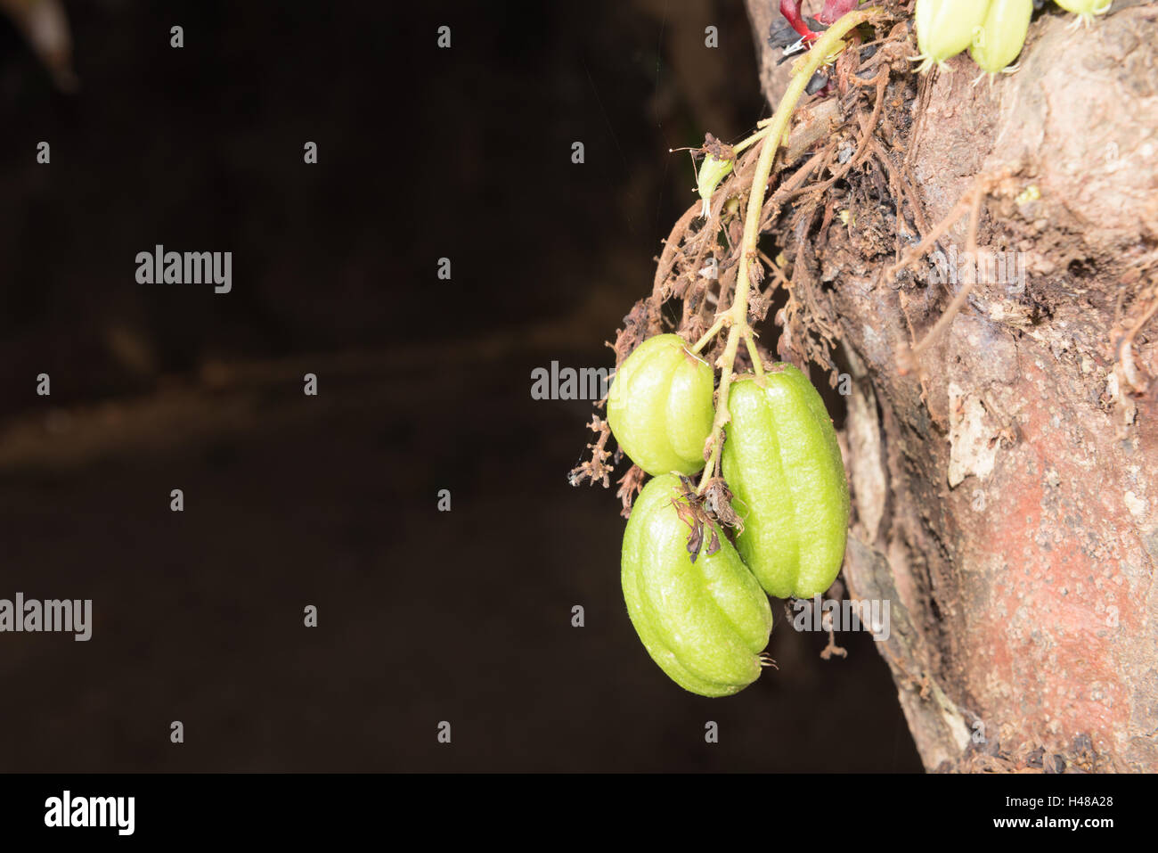 Bilimbi fruit hi-res stock photography and images - Alamy