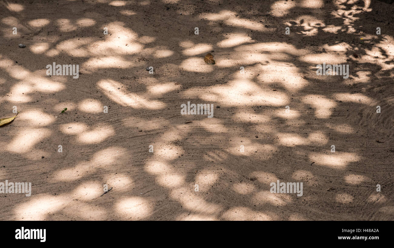 Sunlight on the ground filtered through trees Stock Photo - Alamy