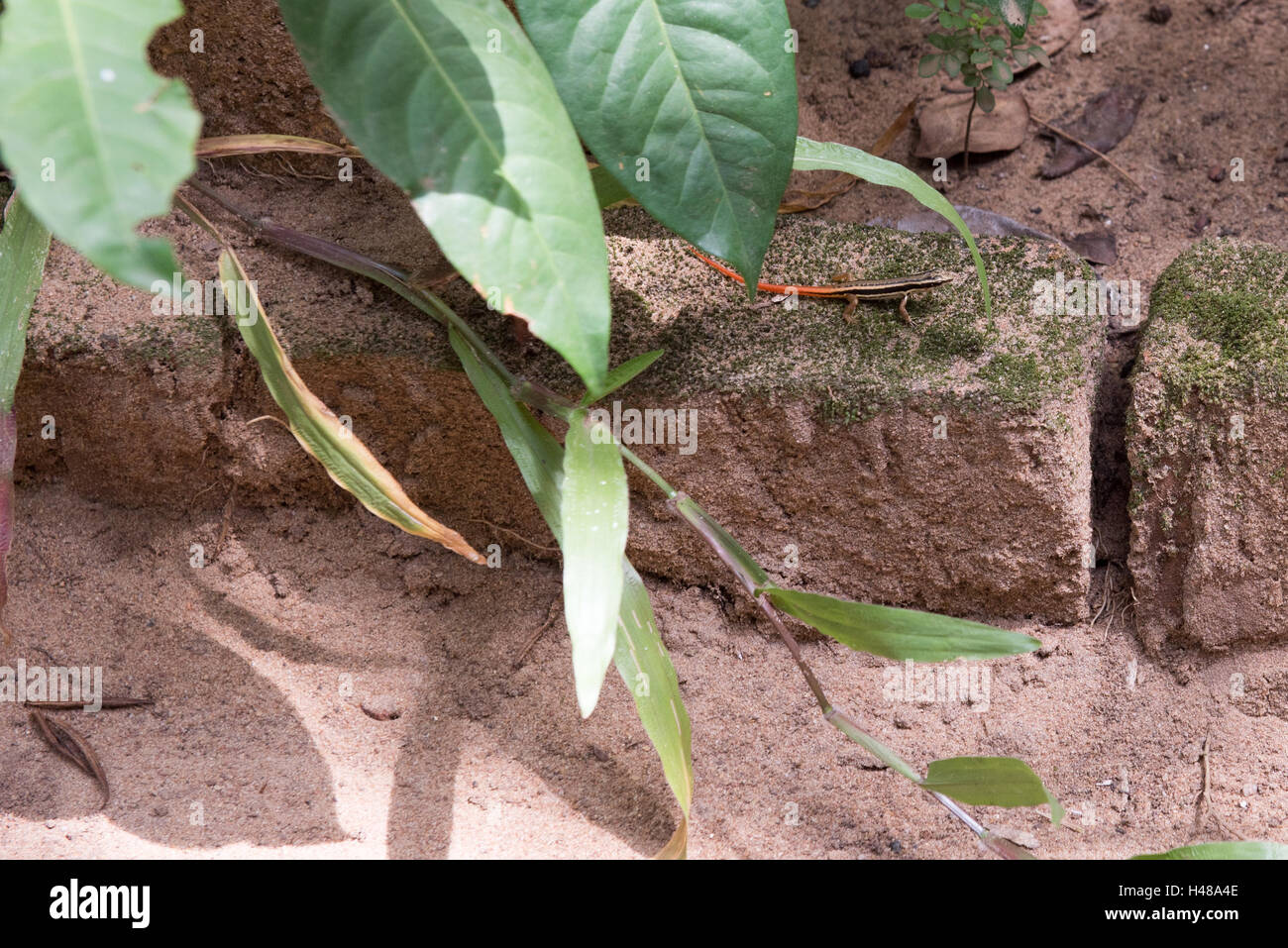 Red tailed lizard under a leaf Stock Photo - Alamy