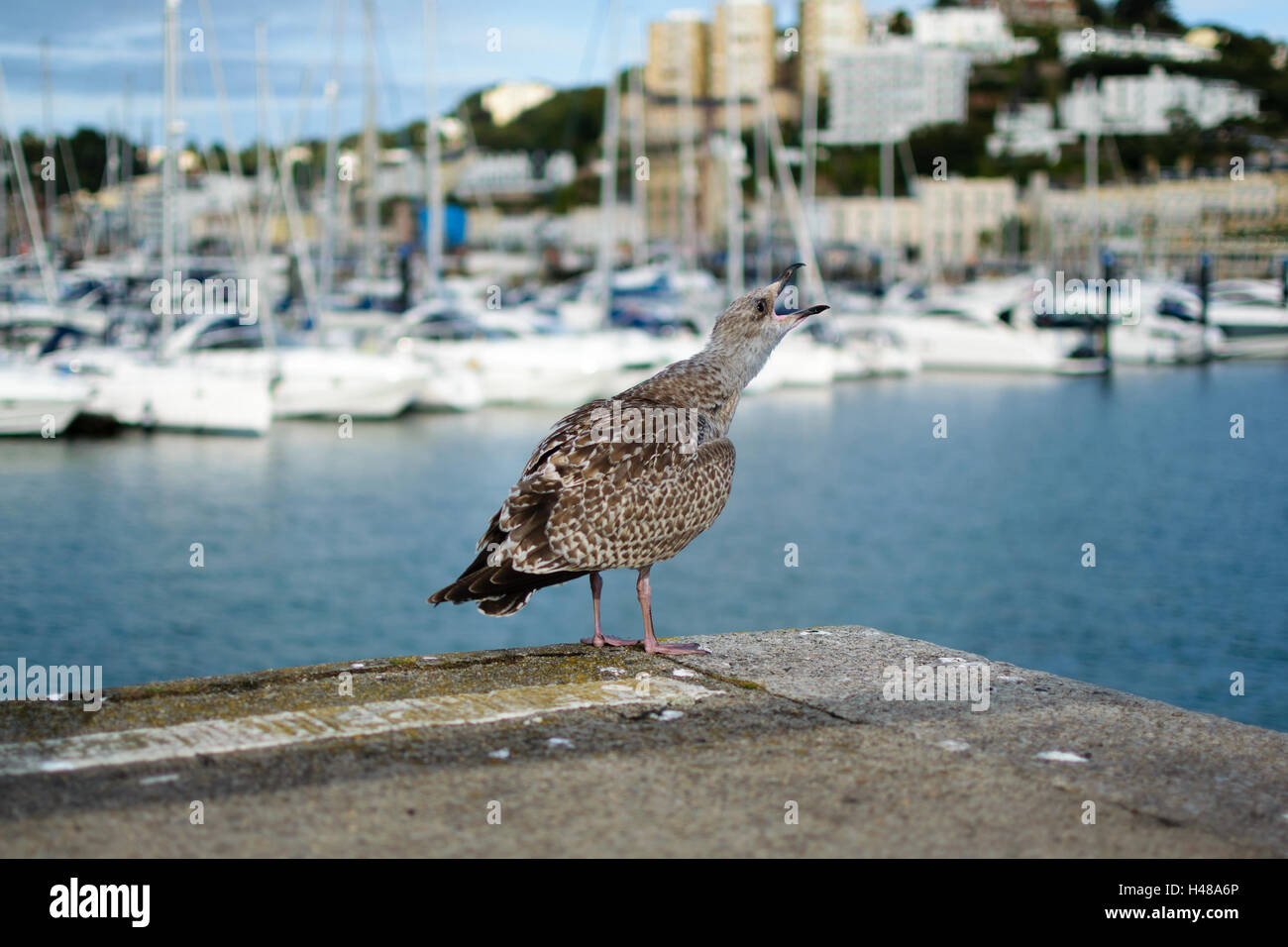 Loud water sounds hi-res stock photography and images - Alamy