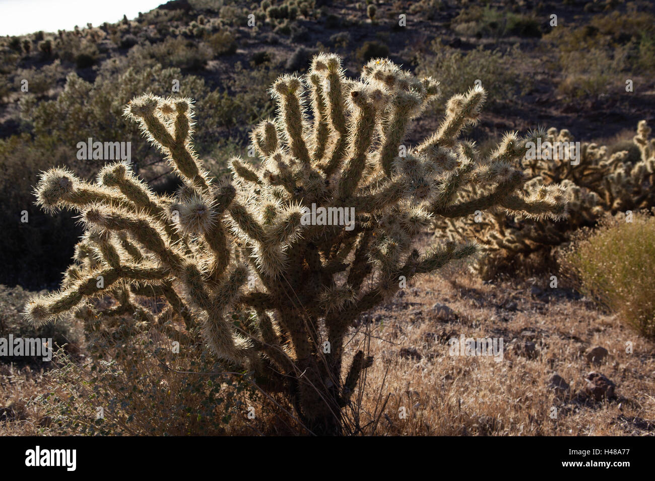 USA, Arizona, Route 66, cactus Stock Photo - Alamy