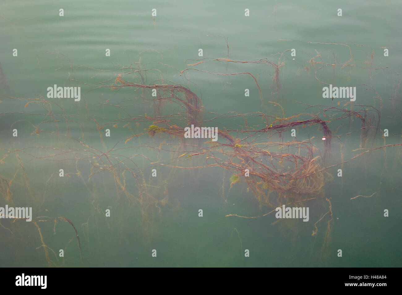 Pink algae in green sea in Brixham, England Stock Photo - Alamy