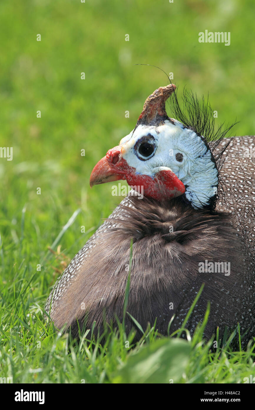 Guinea fowl africa hi-res stock photography and images - Alamy