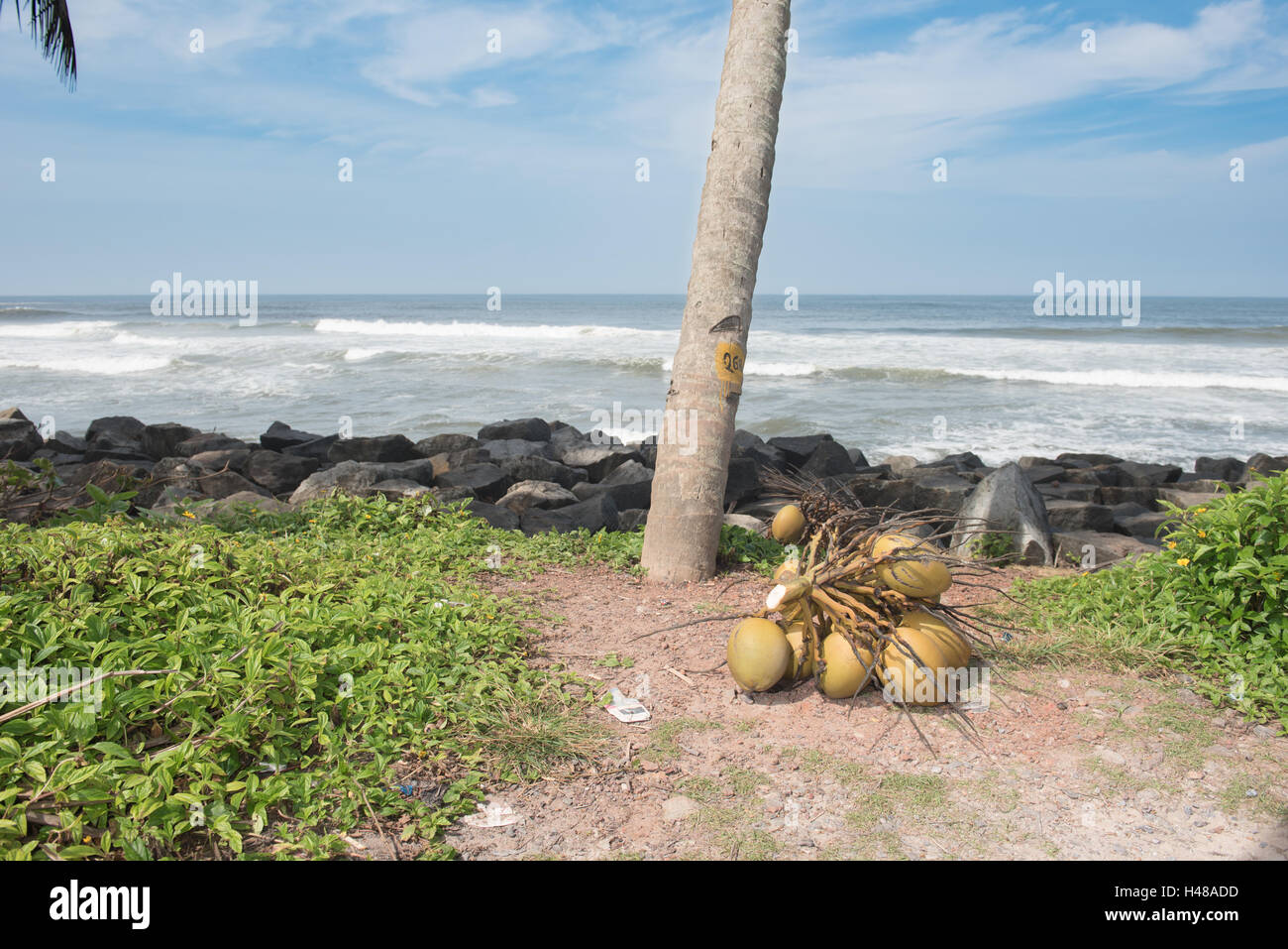 A bunch of coconuts on the ground Stock Photo - Alamy