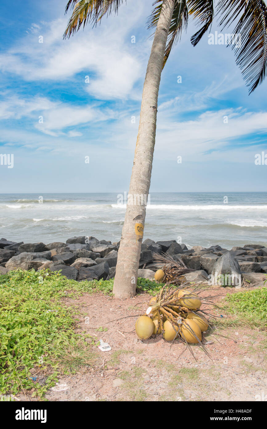Coconut tree and rocks hi-res stock photography and images - Alamy