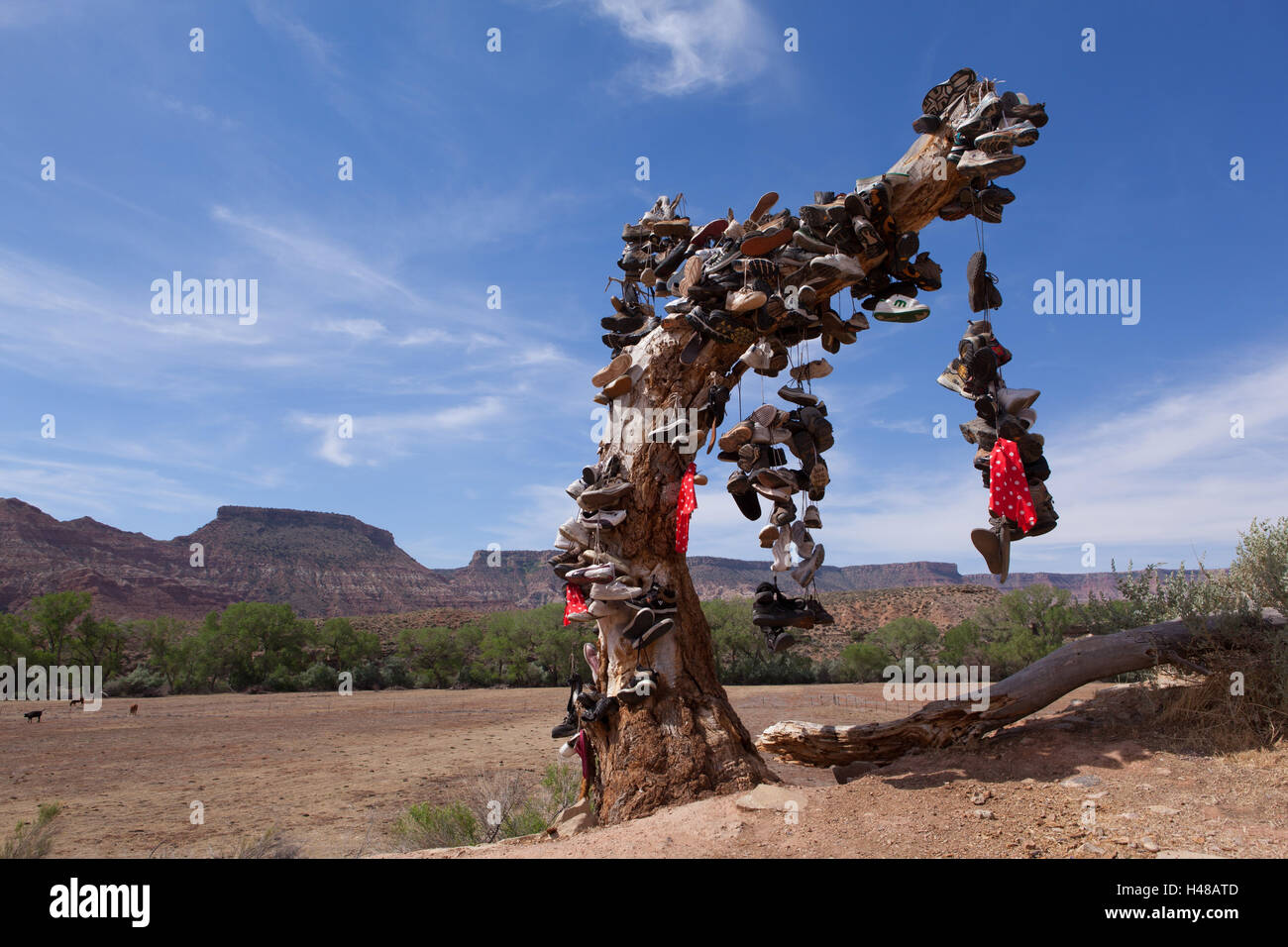 USA, Utah, Hurricane Mesa, shoes hanging in tree Stock Photo - Alamy