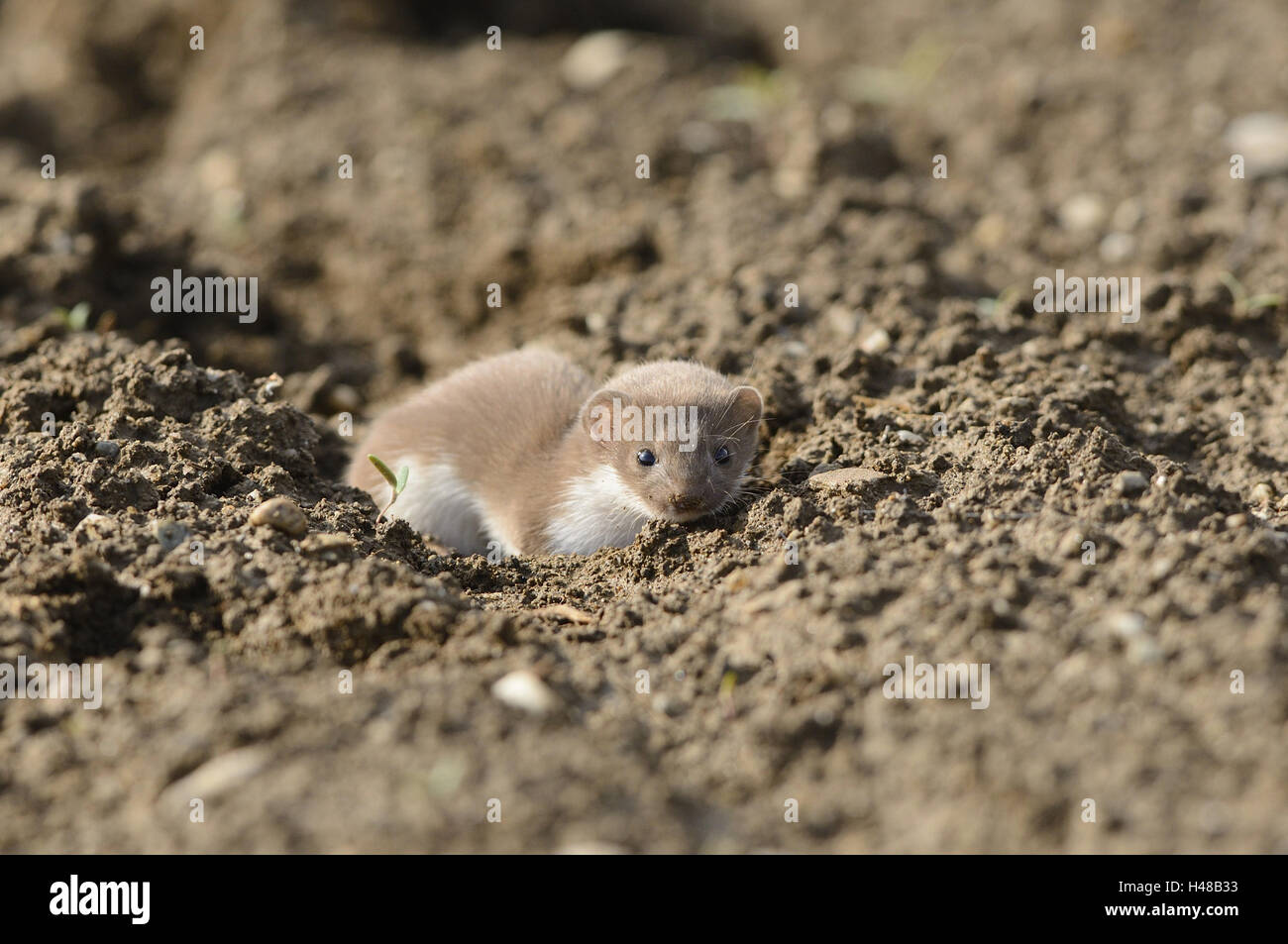 Mouse weasels, Mustela nivalis, young animal, field, head-on, lie, view ...
