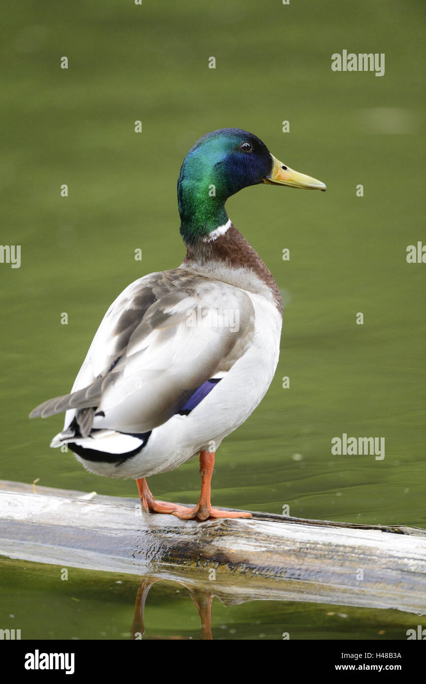 Mallard, Anas platyrhynchos, wooden strain, stand Stock Photo - Alamy