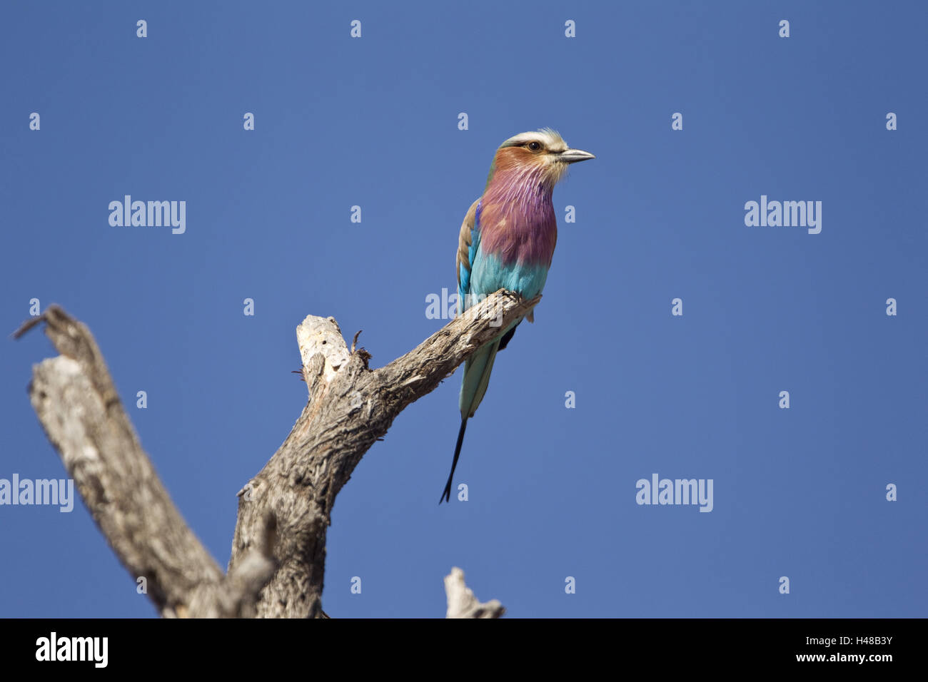 Caudata wild animals wild animal wildlife hi-res stock photography and ...