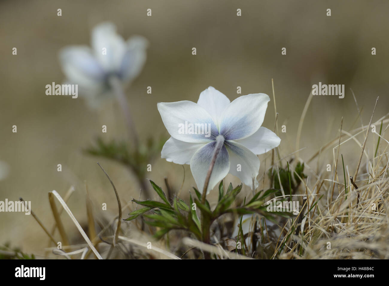 Alpine pasqueflower, Pulsatilla alpina, alpine anemone, blossom Stock ...