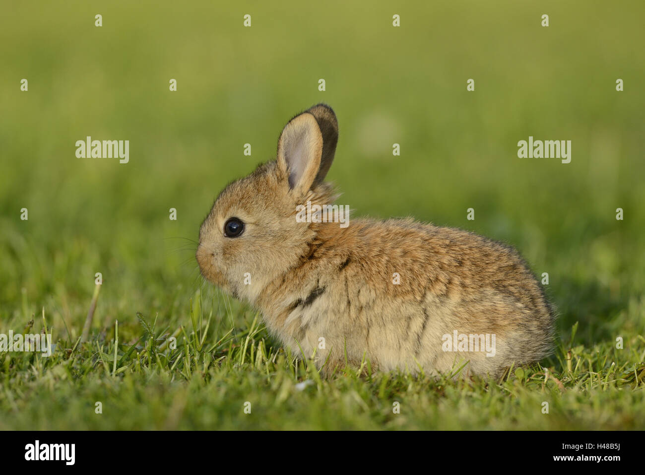 House rabbits, Oryctolagus cuniculus forma domestica, young animal ...