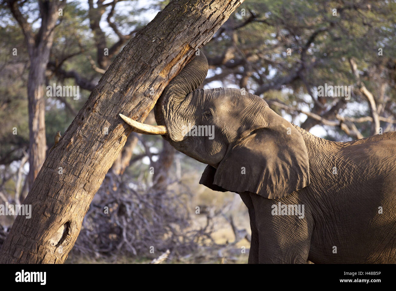 African elephant peels bark Stock Photo - Alamy