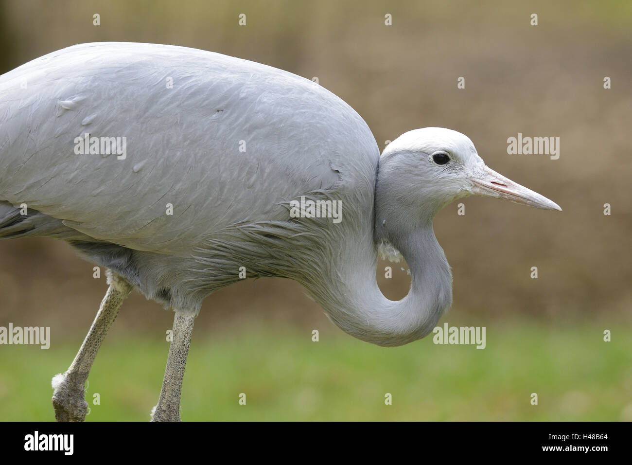 Paradise crane, anthropoid paradisea, at the side, stand Stock Photo ...