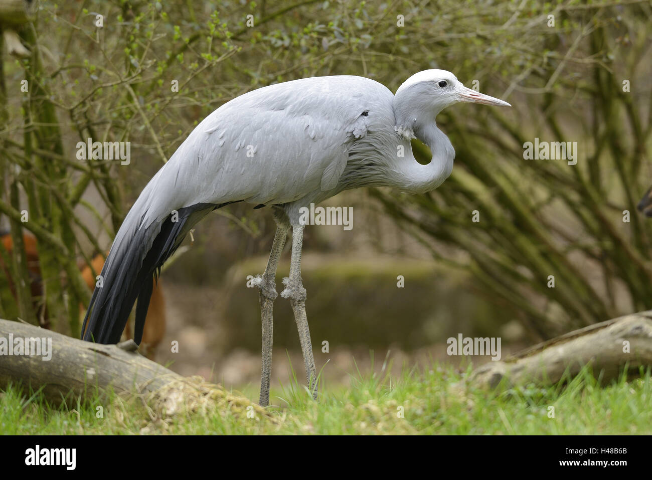 Paradise crane, anthropoid paradisea, at the side, stand Stock Photo ...