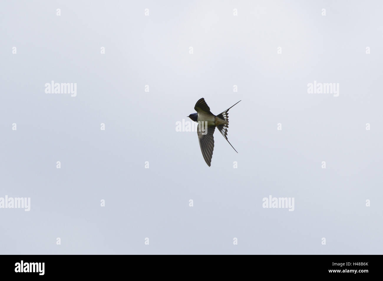 Swallow, Hirundo rustica, fly, heaven, at the side Stock Photo - Alamy