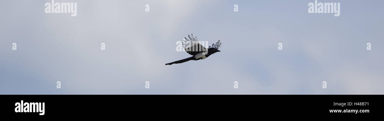 Magpie, Pica pica, heaven, fly Stock Photo - Alamy
