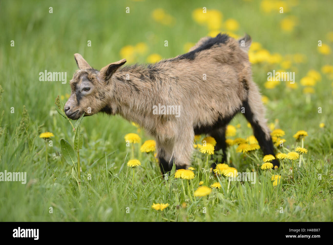 House goat, Capra aegagrus hircus, young animal, meadow, stand, at the ...