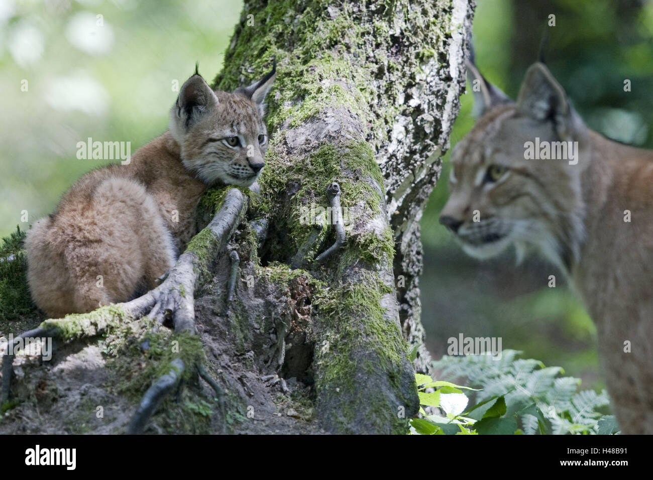 Wood, Eurasian lynx, Lynx lynx, mother animal, watchfulness, young ...