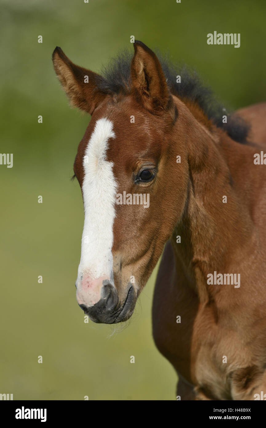 Horse, foal, half portrait, head-on Stock Photo - Alamy