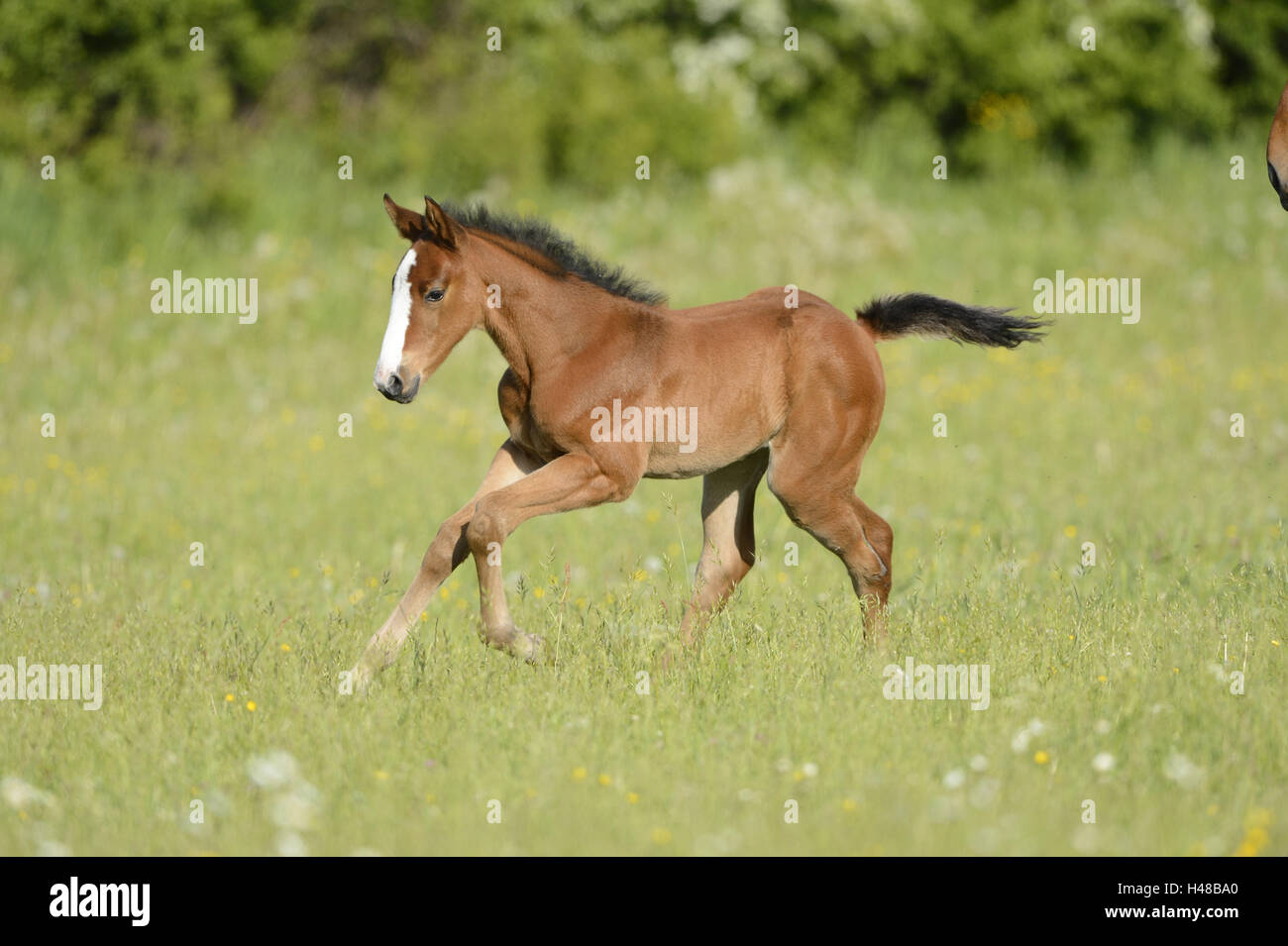 Horse, foal, meadow, at the side, run Stock Photo - Alamy