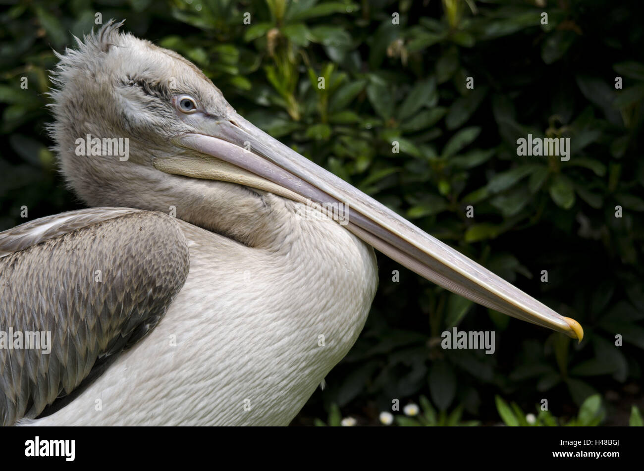Pelican beak hi-res stock photography and images - Alamy