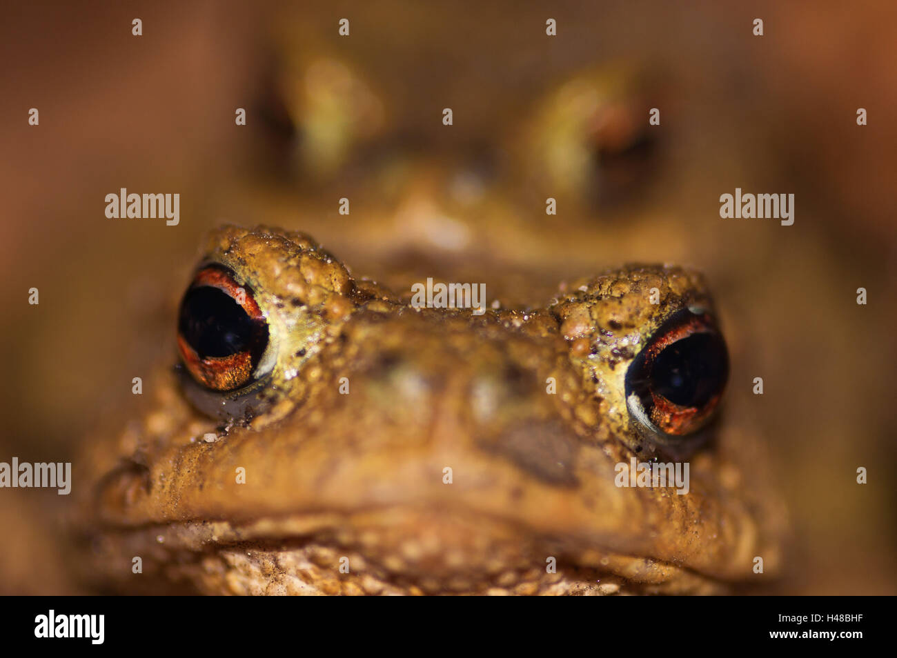 Reproduction of common toads hi-res stock photography and images - Alamy