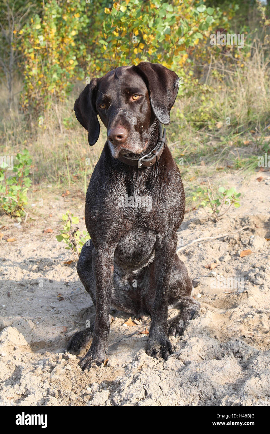 Dog, Sand, sit Stock Photo - Alamy